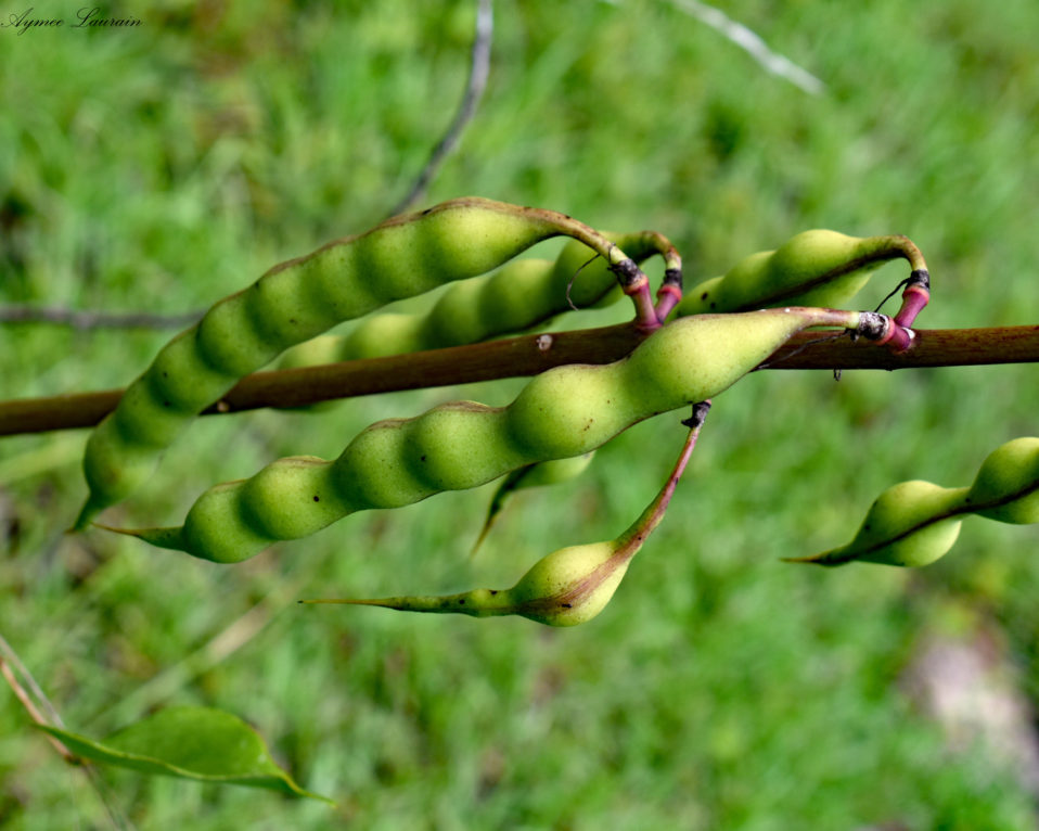 Torreya State Park – Imagine Our Florida, Inc