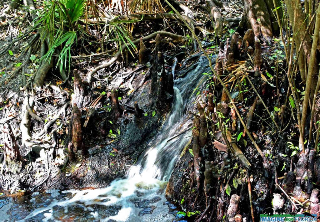 Florida Trail Lockwood to Barr with Boonie Falls – Imagine Our Florida, Inc