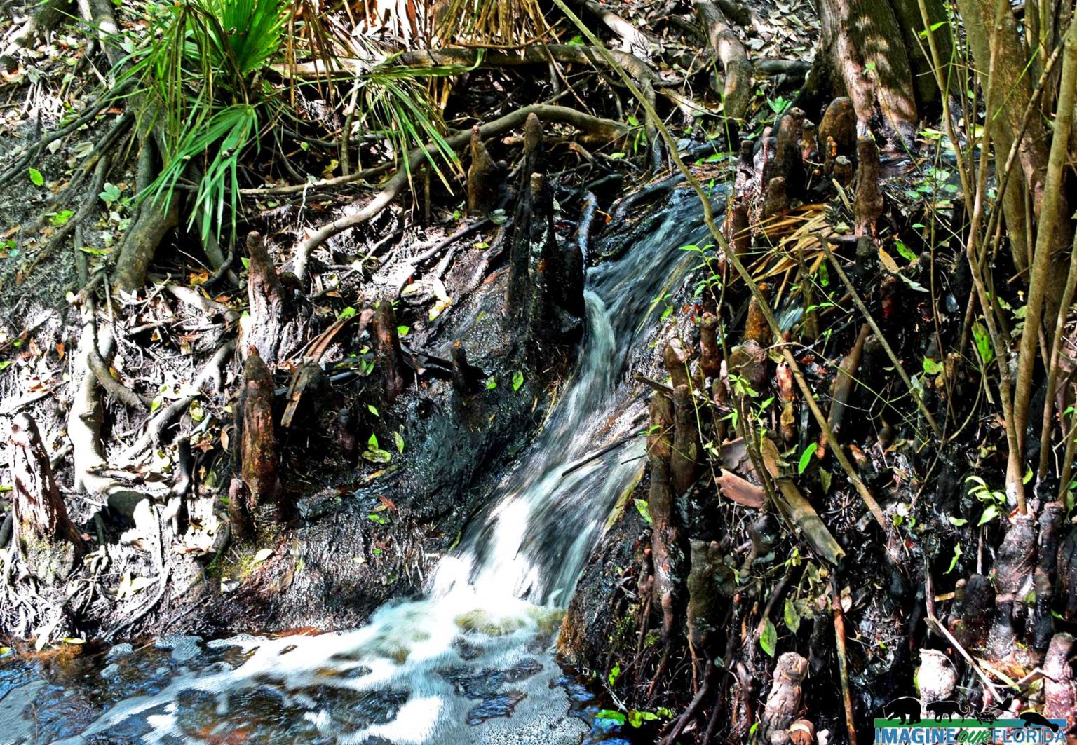 Florida Trail Lockwood to Barr with Boonie Falls – Imagine Our Florida, Inc