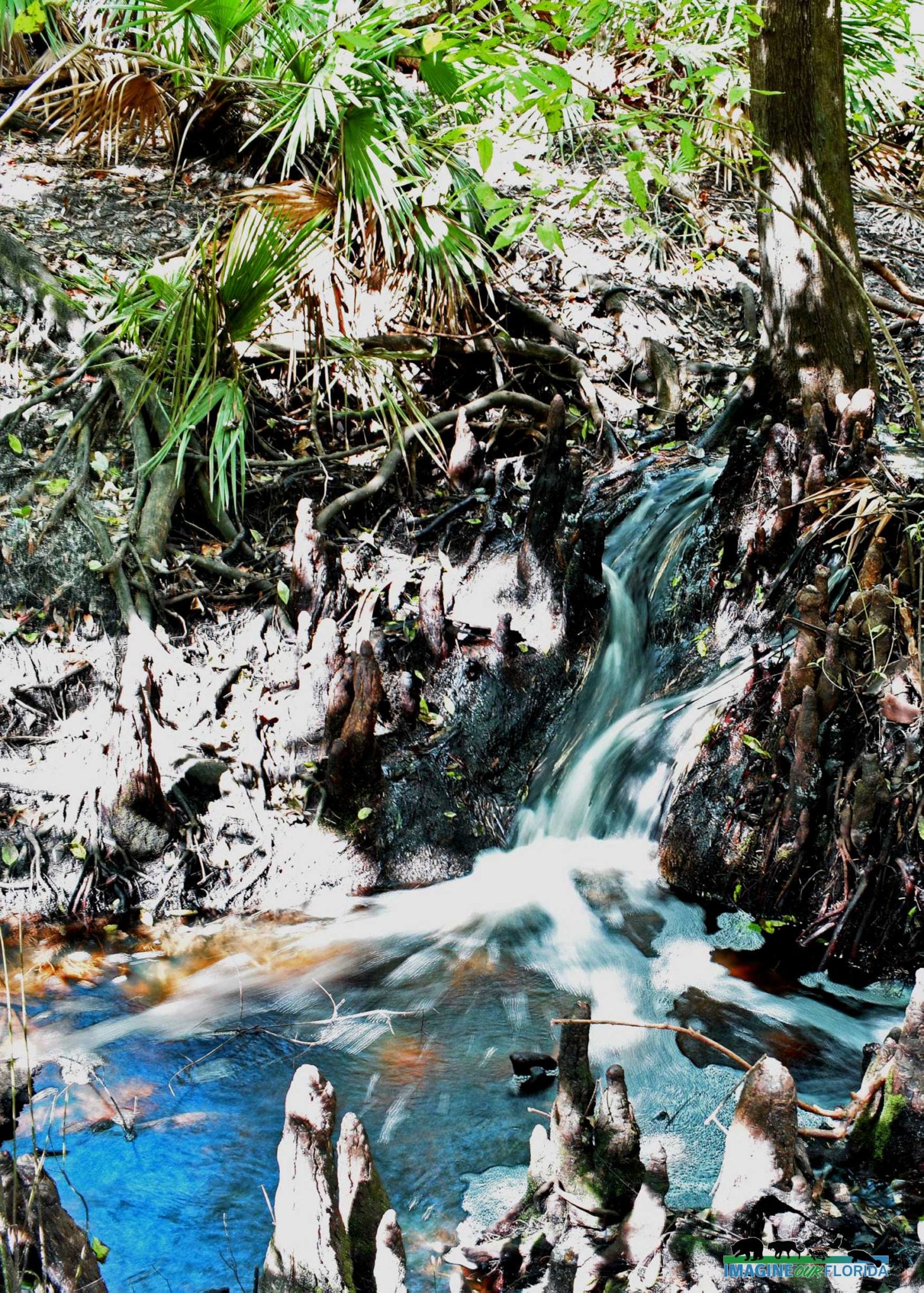 Florida Trail Lockwood to Barr with Boonie Falls – Imagine Our Florida, Inc