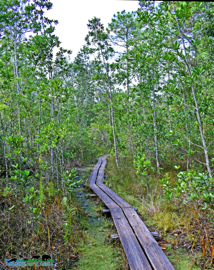 Florida Trail Lockwood to Barr with Boonie Falls – Imagine Our Florida, Inc