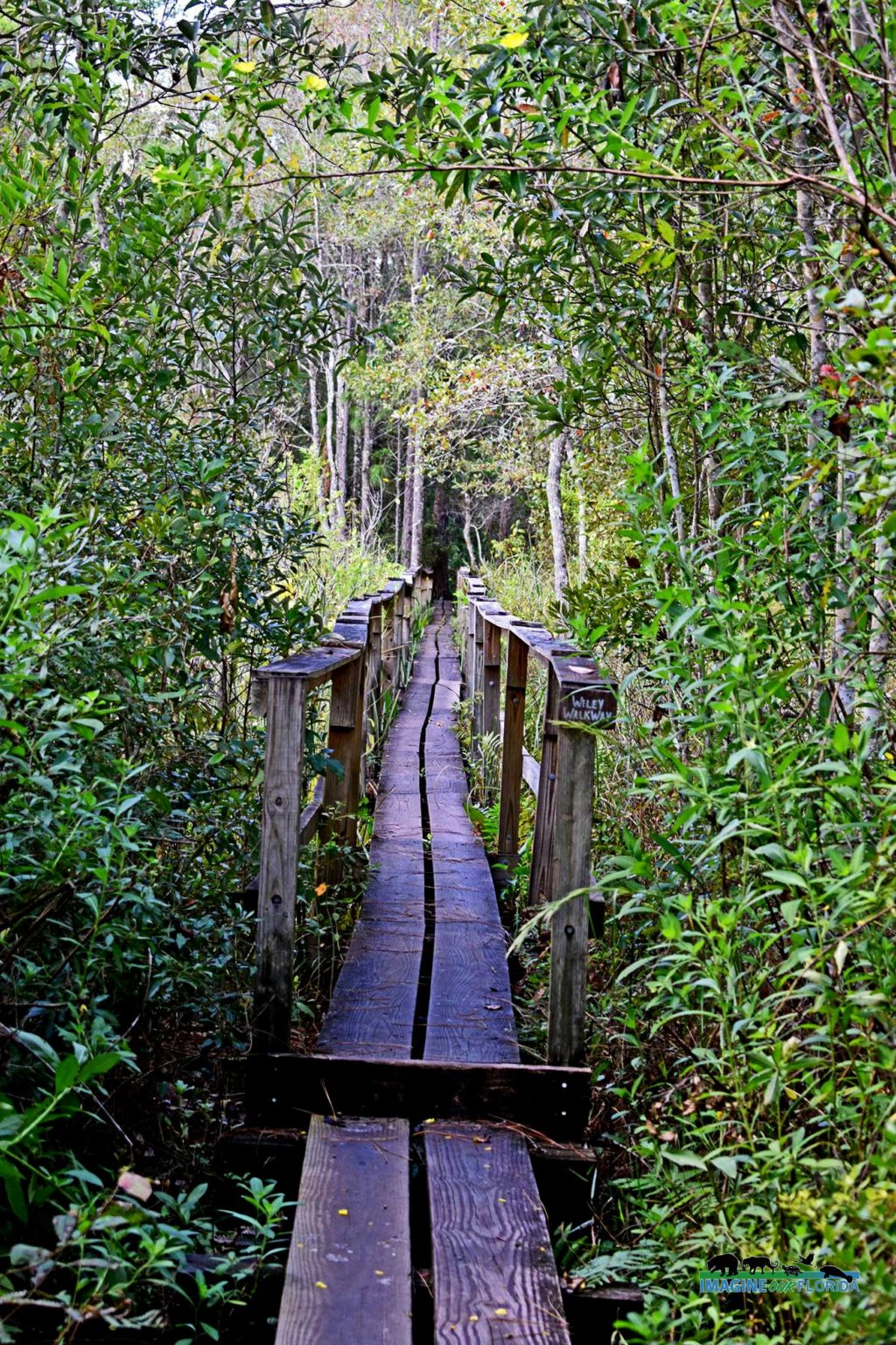 Florida Trail Lockwood to Barr with Boonie Falls – Imagine Our Florida, Inc