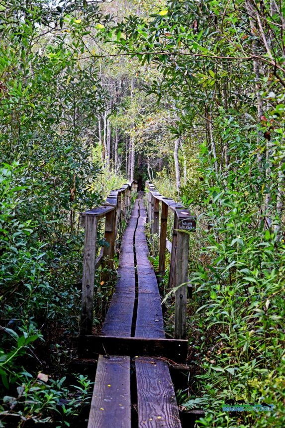 Florida Trail Lockwood to Barr with Boonie Falls – Imagine Our Florida, Inc