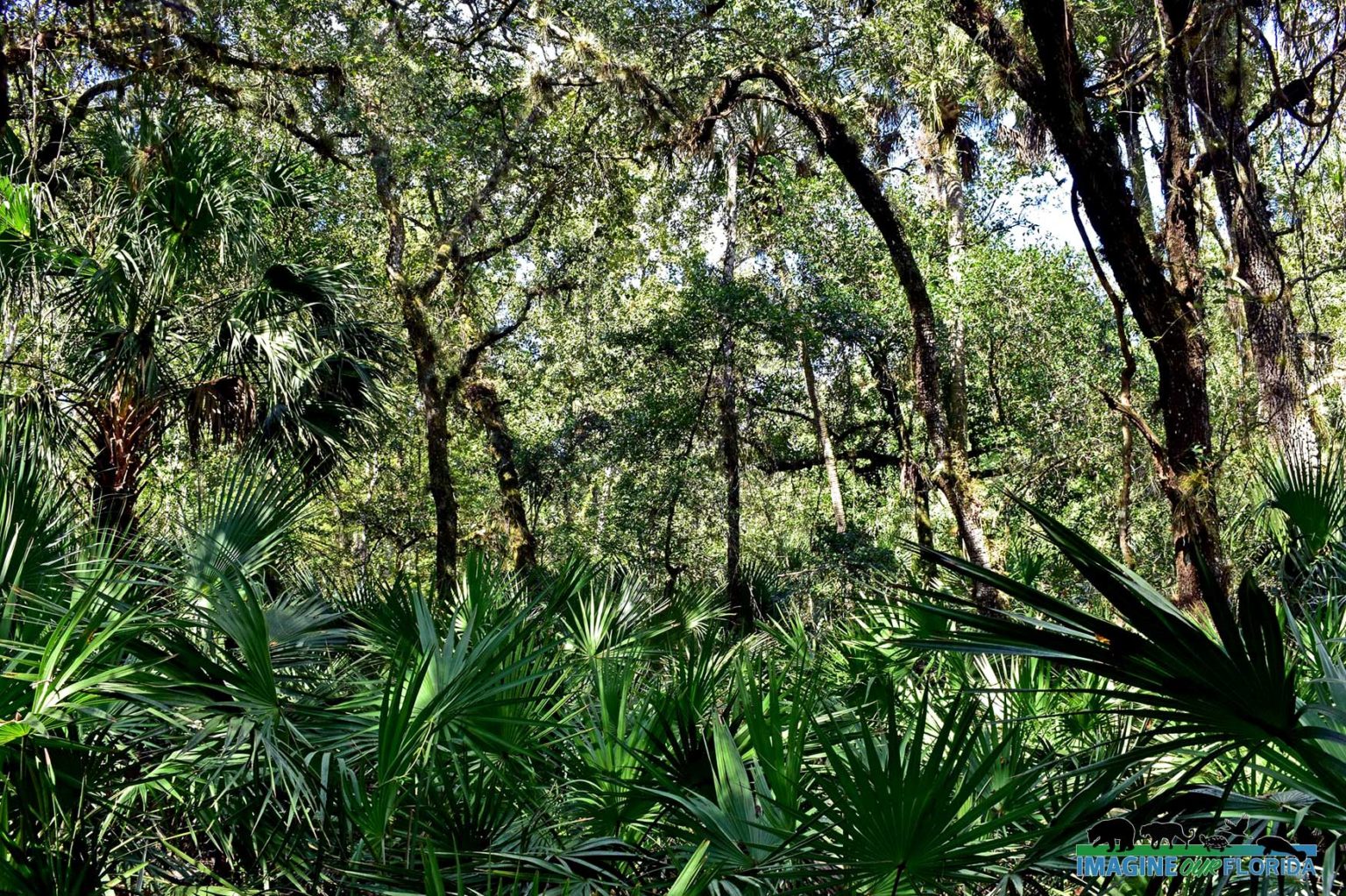 Florida Trail Lockwood to Barr with Boonie Falls – Imagine Our Florida, Inc