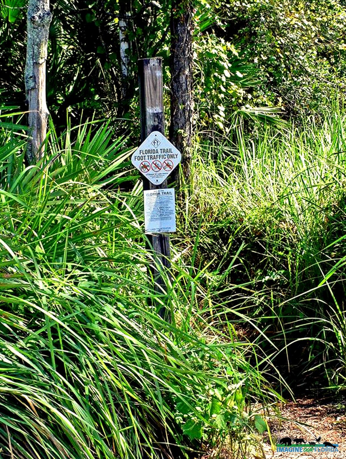 Florida Trail Lockwood to Barr with Boonie Falls – Imagine Our Florida, Inc