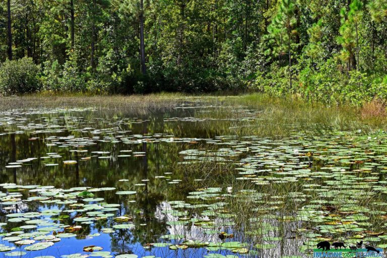 Florida Trail Lockwood to Barr with Boonie Falls – Imagine Our Florida, Inc