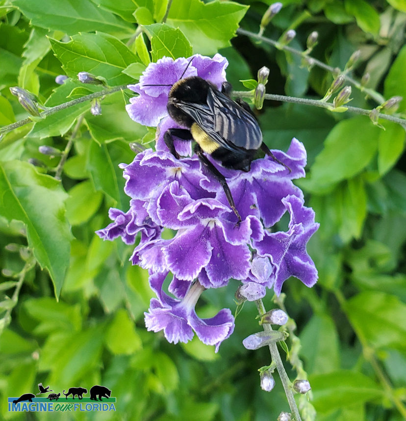 American Bumble Bee – Imagine Our Florida, Inc