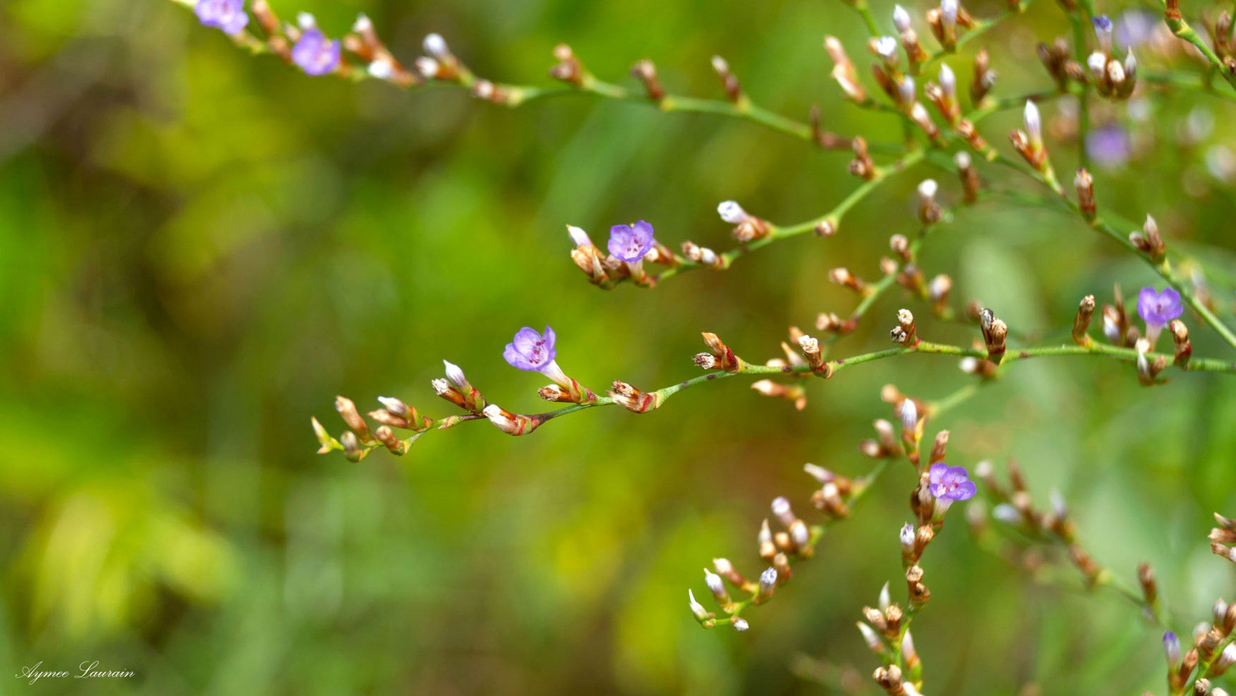 Carolina Sea Lavender – Imagine Our Florida, Inc