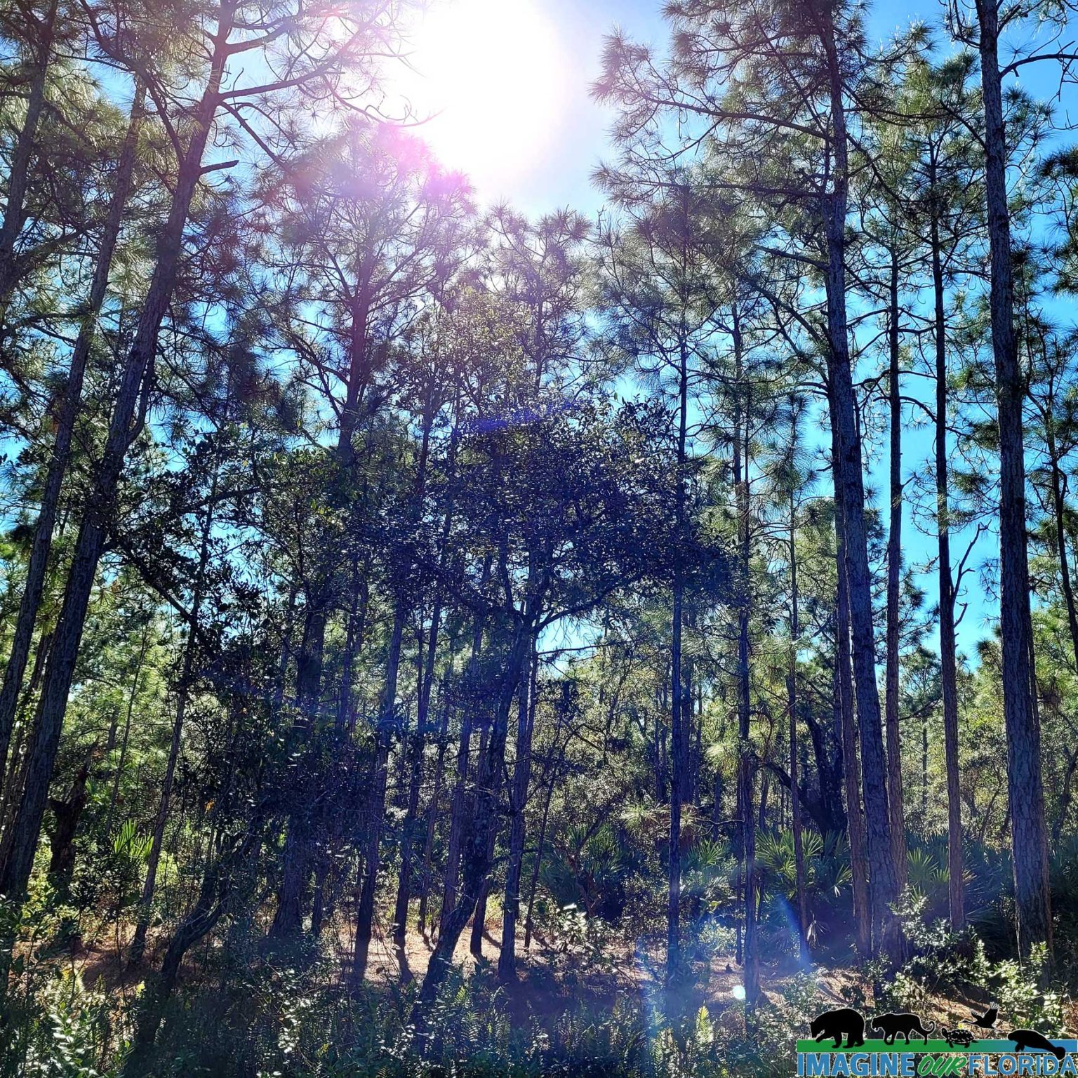Atlantic Ridge Preserve State Park – Imagine Our Florida, Inc