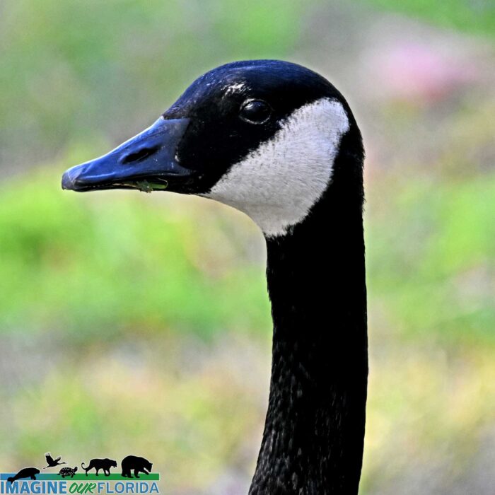 Ducks and Geese | Imagine Our Florida, Inc