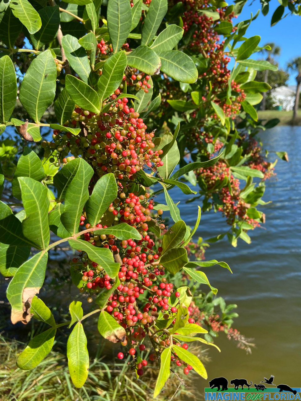 Brazillian Peppertree – Imagine Our Florida, Inc