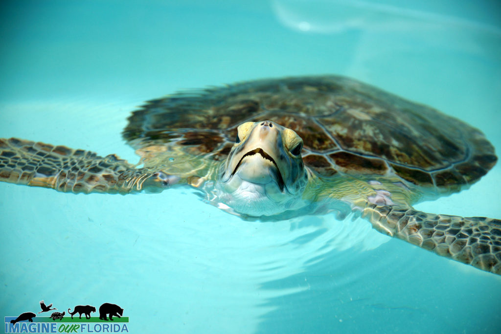 Turtle Hospital – Imagine Our Florida, Inc