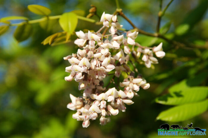 Jamaican Dogwood – Imagine Our Florida, Inc