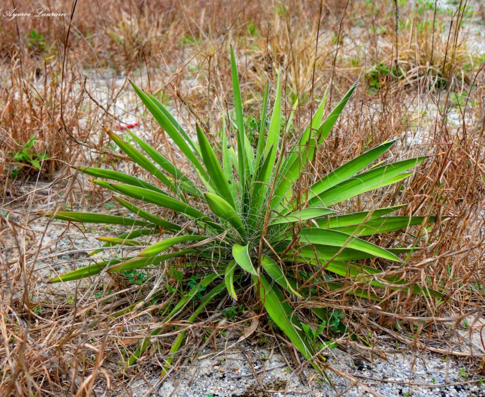 Grayton Beach State Park – Imagine Our Florida, Inc