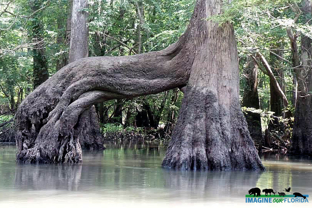 Blue Hole Spring – Imagine Our Florida, Inc