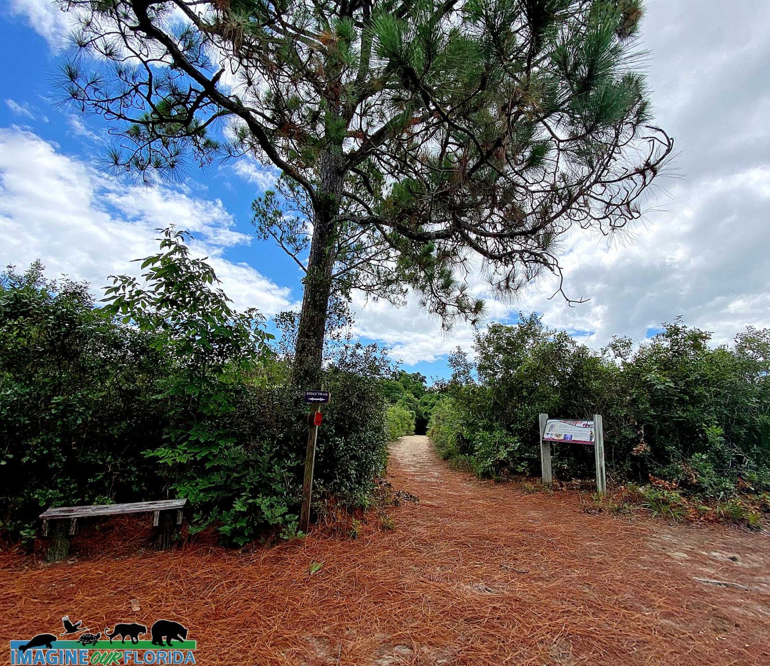 Enchanted Forest Sanctuary – Imagine Our Florida, Inc