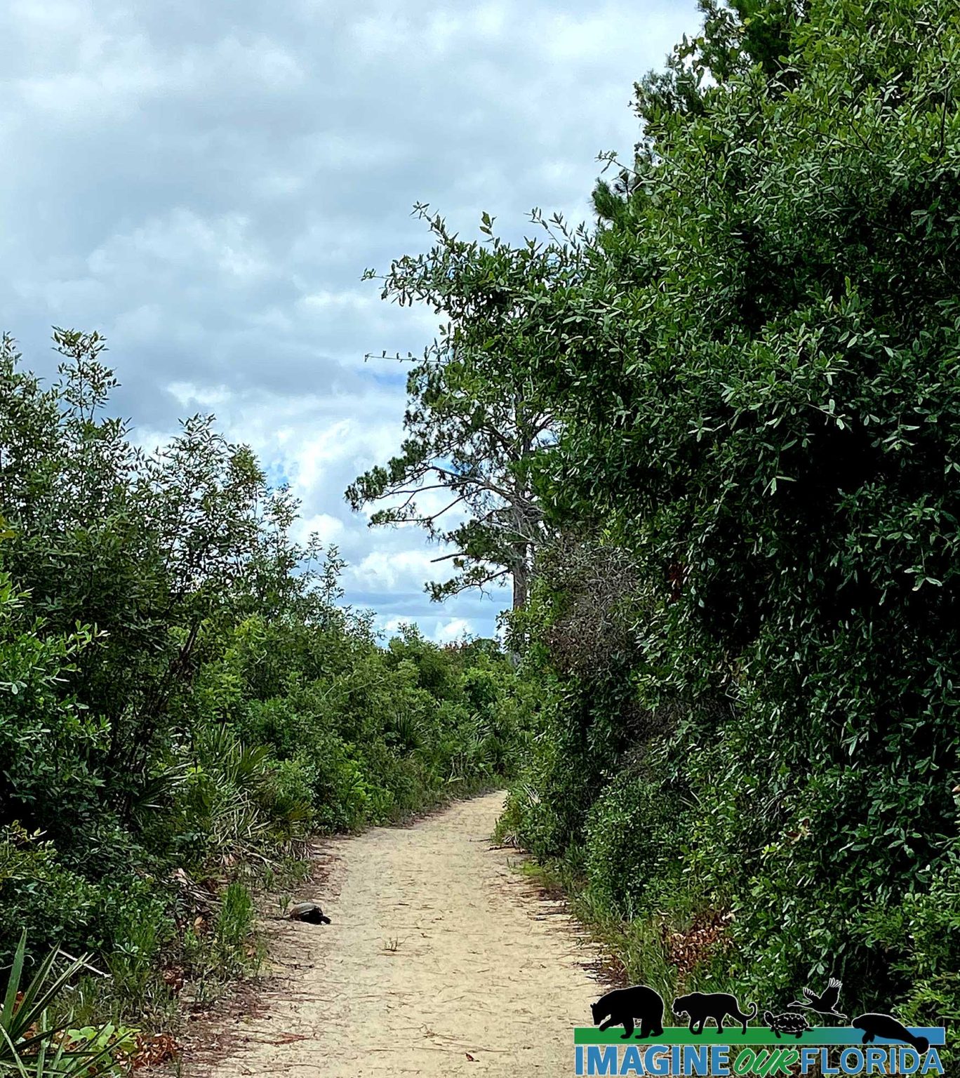 Enchanted Forest Sanctuary – Imagine Our Florida, Inc