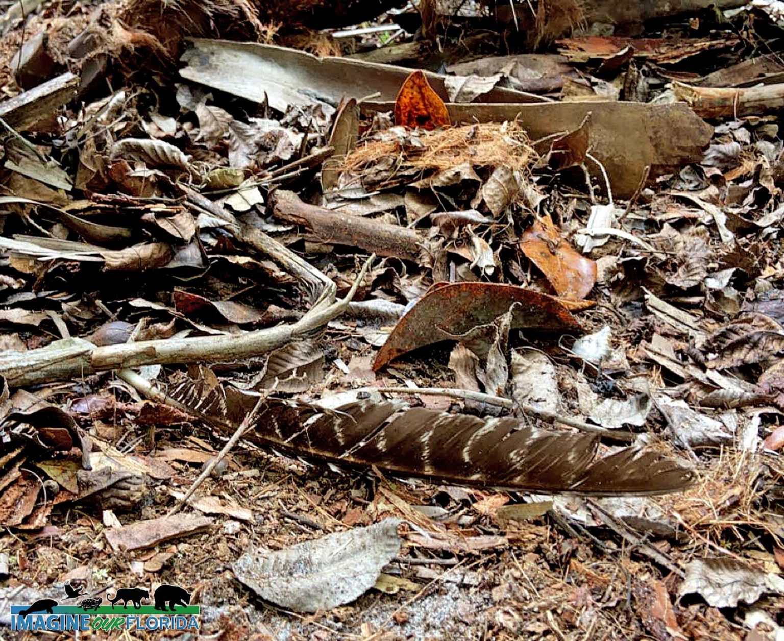Enchanted Forest Sanctuary – Imagine Our Florida, Inc