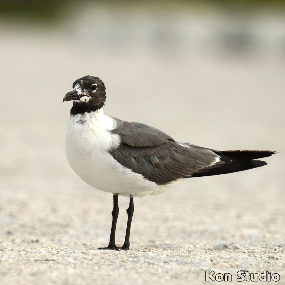 Sand Key Park – Imagine Our Florida, Inc