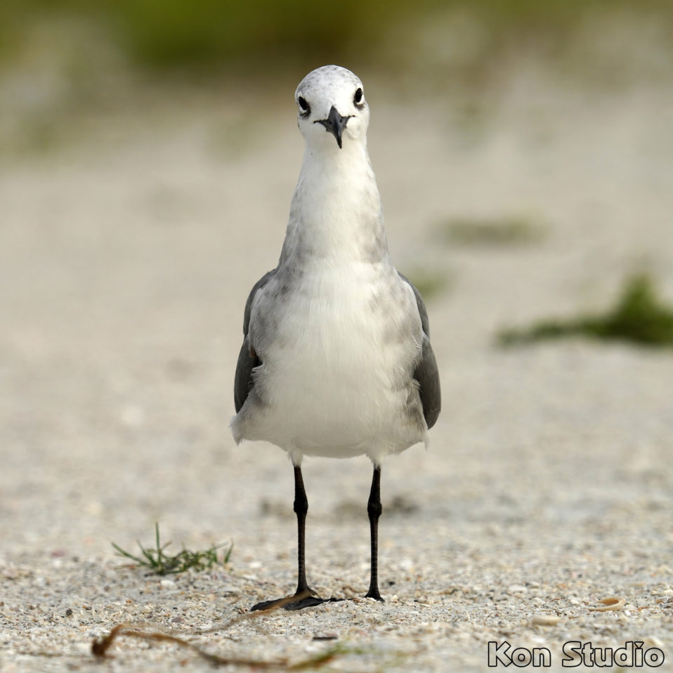 Sand Key Park – Imagine Our Florida, Inc