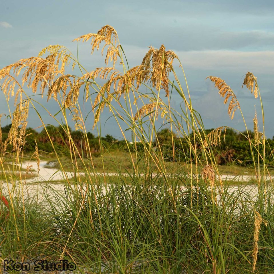 Sand Key Park – Imagine Our Florida, Inc