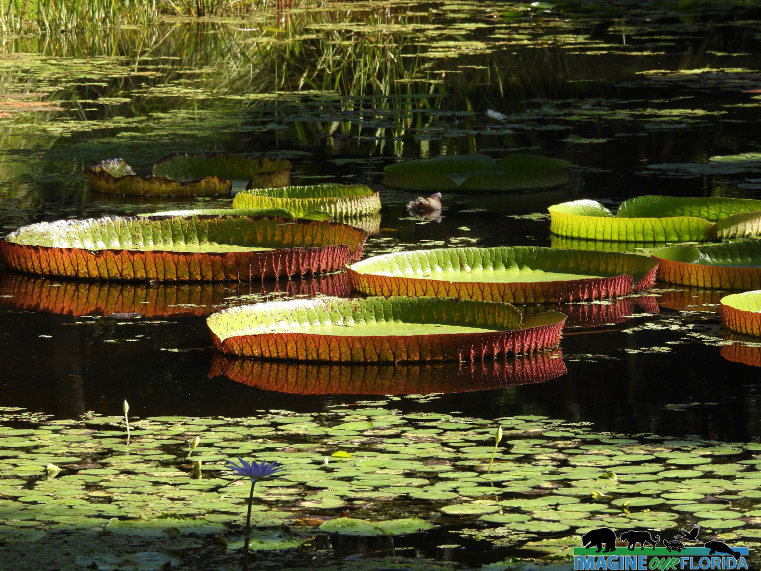 McKee Botanical Gardens – Imagine Our Florida, Inc