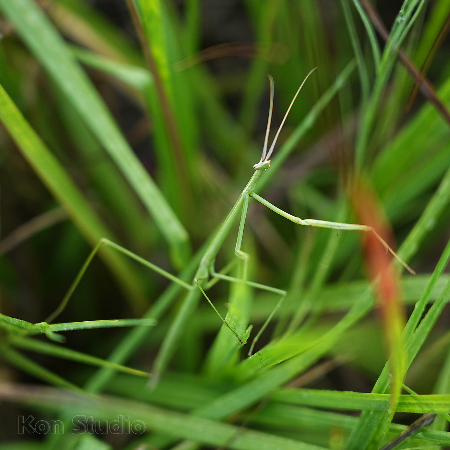 Brunner’s Mantis aka Northern Grass Mantis – Imagine Our Florida, Inc
