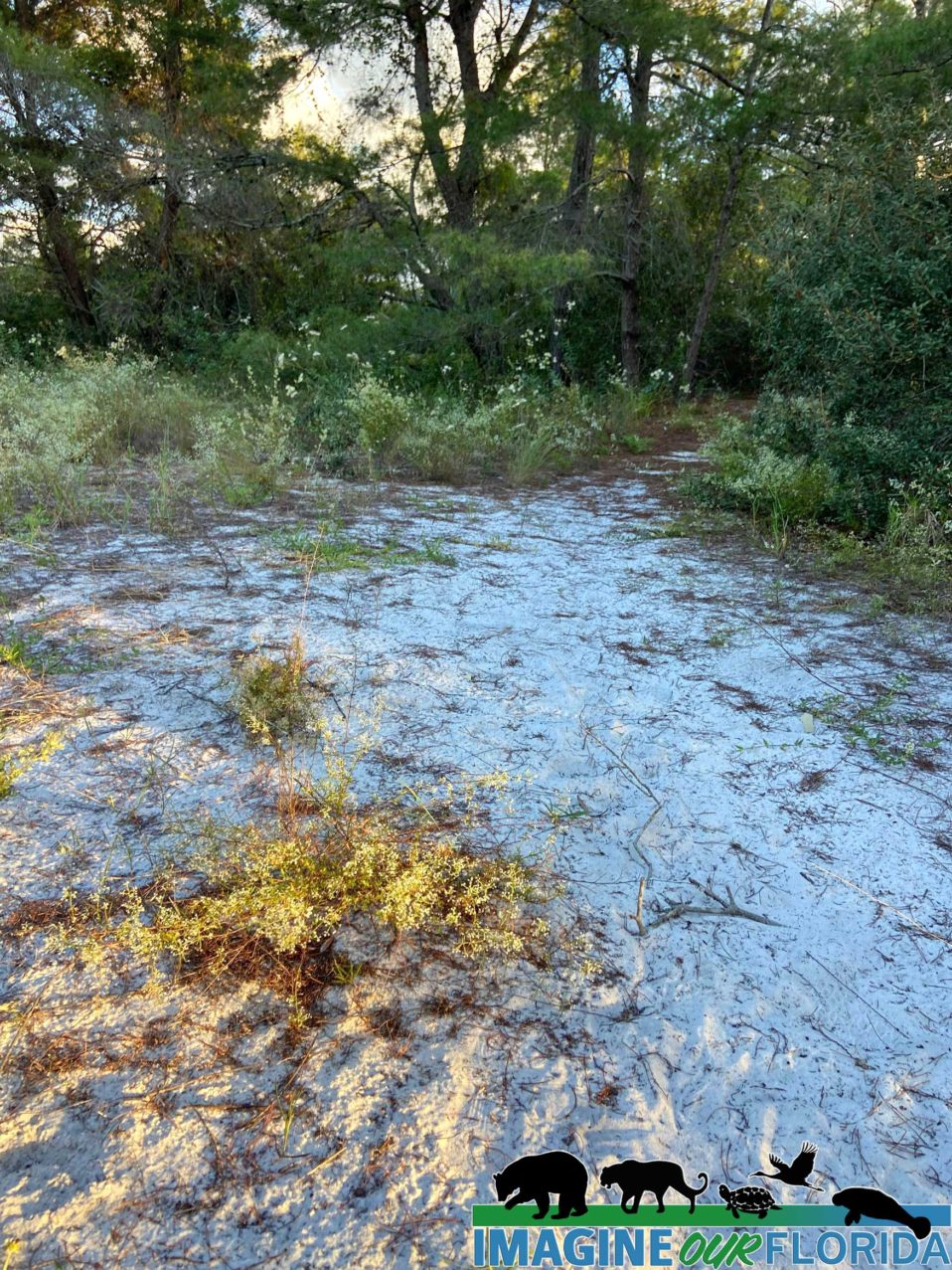 Crystal Lake Sand Pine Scrub – Imagine Our Florida, Inc