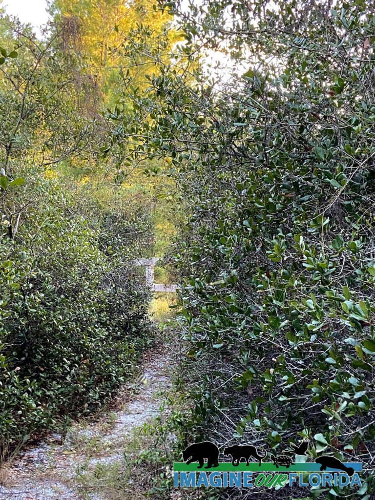 Crystal Lake Sand Pine Scrub – Imagine Our Florida, Inc
