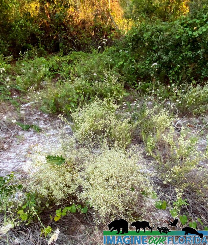 Crystal Lake Sand Pine Scrub – Imagine Our Florida, Inc