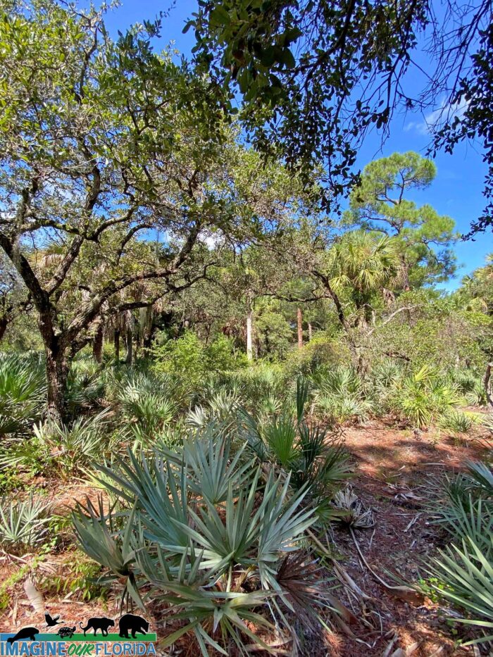 Yamato Scrub Natural Area – Imagine Our Florida, Inc