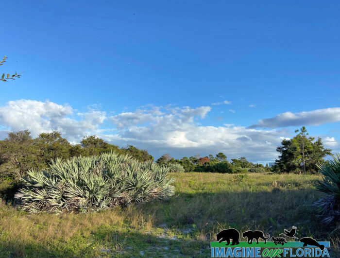 Highlands Scrub Natural Area – Imagine Our Florida, Inc