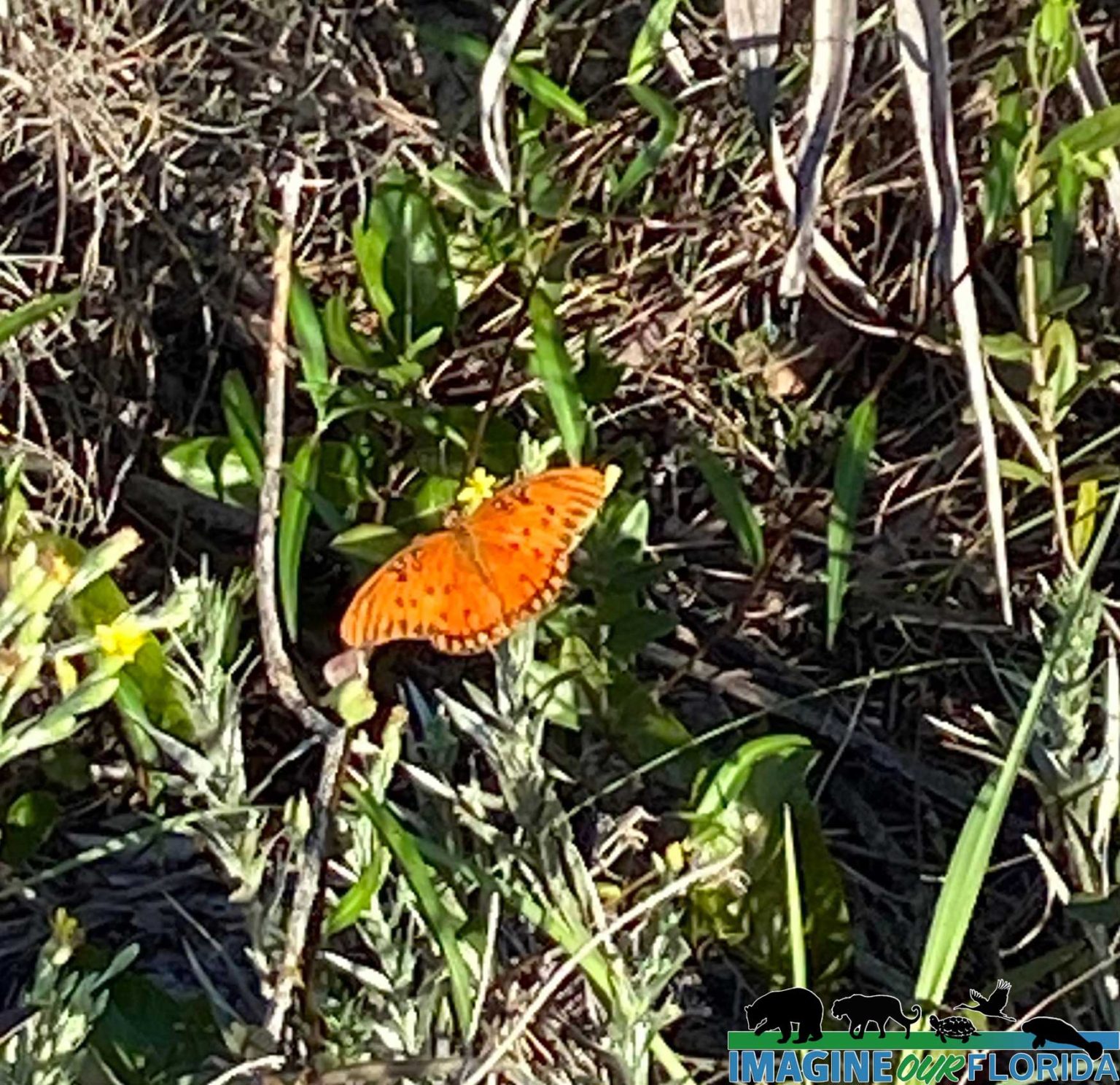 Highlands Scrub Natural Area – Imagine Our Florida, Inc