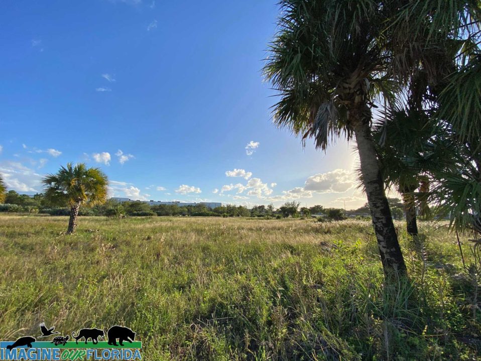 Highlands Scrub Natural Area – Imagine Our Florida, Inc