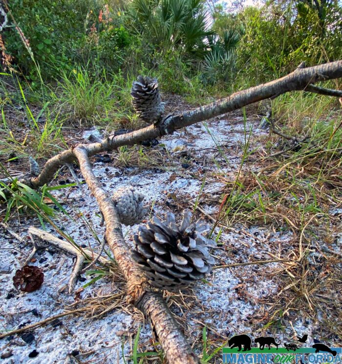 Highlands Scrub Natural Area – Imagine Our Florida, Inc
