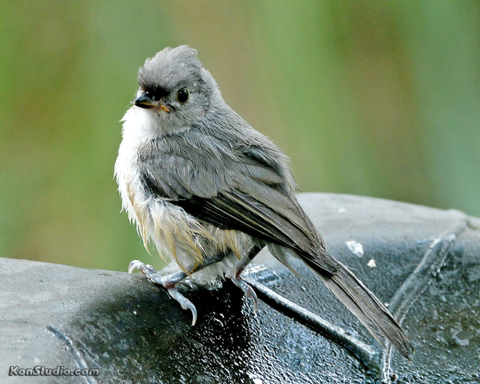 Tufted Titmouse – Imagine Our Florida, Inc