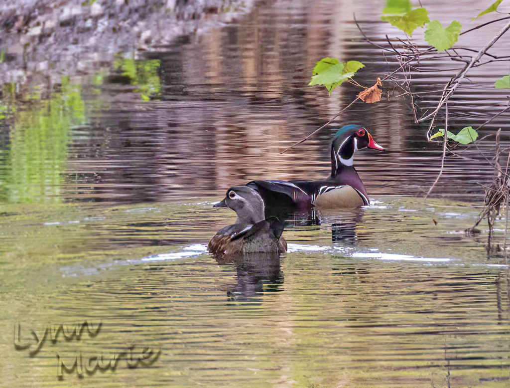 Wood Duck – Imagine Our Florida, Inc