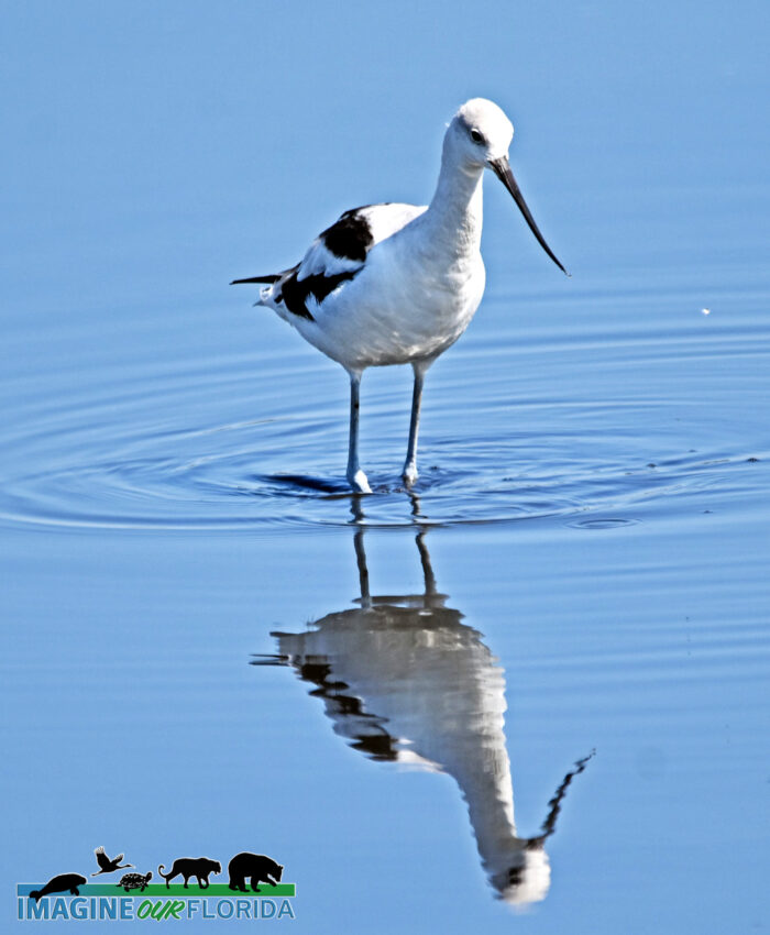 shore birds – Imagine Our Florida, Inc