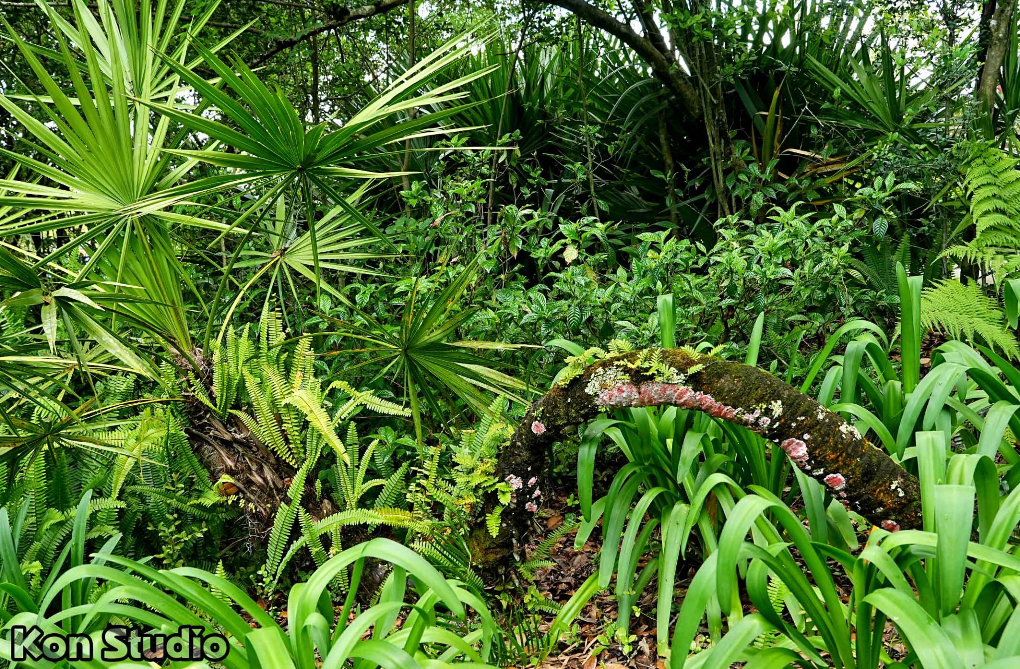 Bok Tower Gardens – Imagine Our Florida, Inc