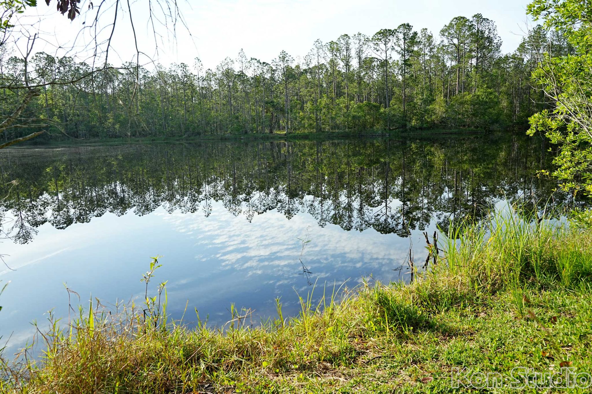 Tiger Bay State Forest – Imagine Our Florida, Inc