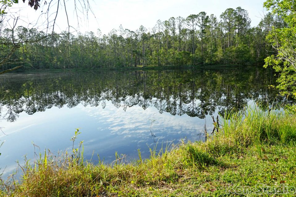Tiger Bay State Forest – Imagine Our Florida, Inc