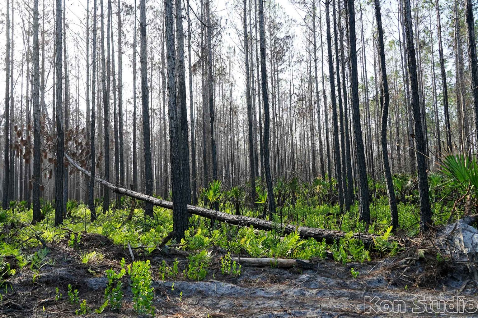 Tiger Bay State Forest – Imagine Our Florida, Inc