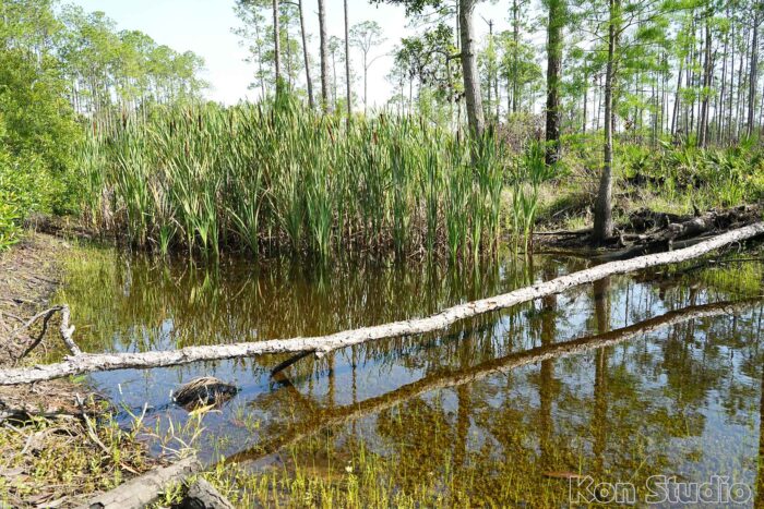 Tiger Bay State Forest – Imagine Our Florida, Inc
