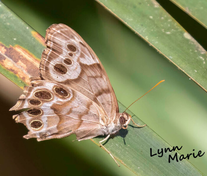 Southern Pearly Eye – Imagine Our Florida, Inc