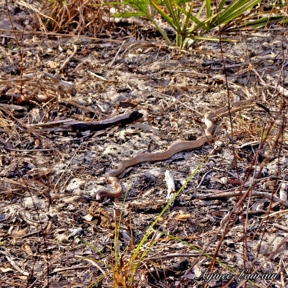 Eastern CoachWhip – Imagine Our Florida, Inc