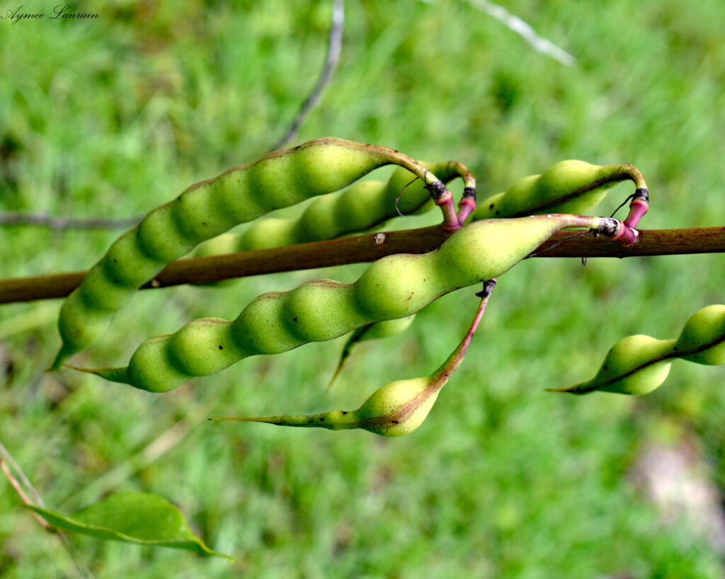 Coral Bean – Imagine Our Florida, Inc