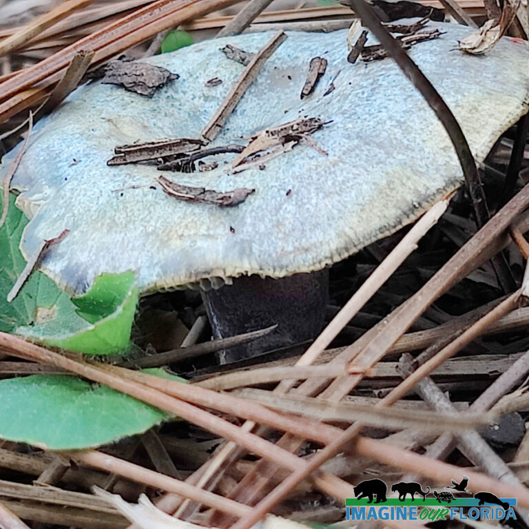 McCarty Ranch Preserve – Imagine Our Florida, Inc