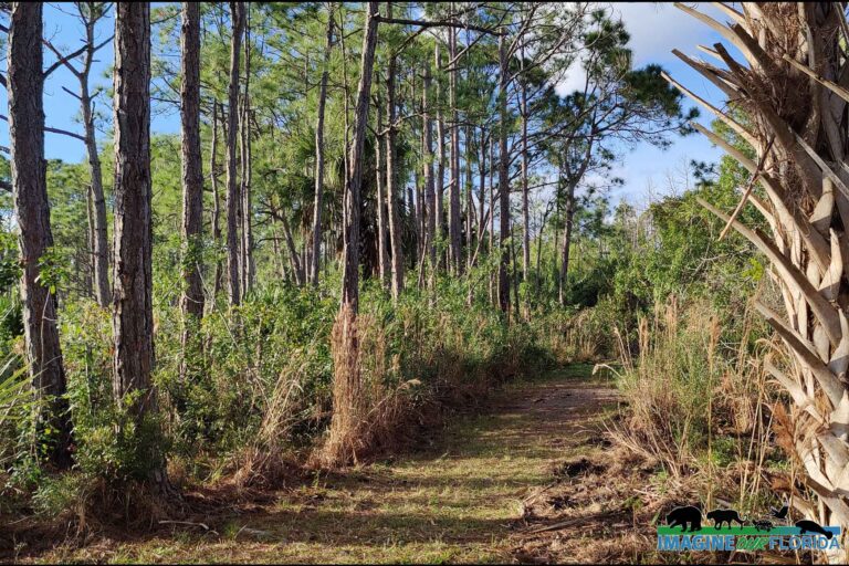 McCarty Ranch Preserve – Imagine Our Florida, Inc