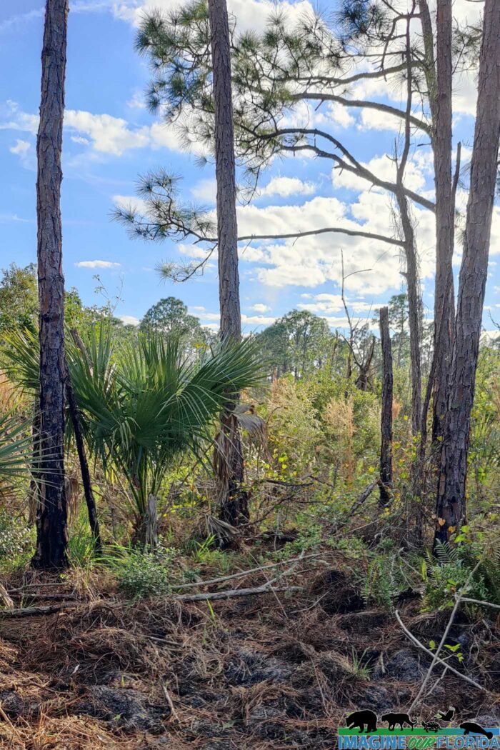 McCarty Ranch Preserve – Imagine Our Florida, Inc