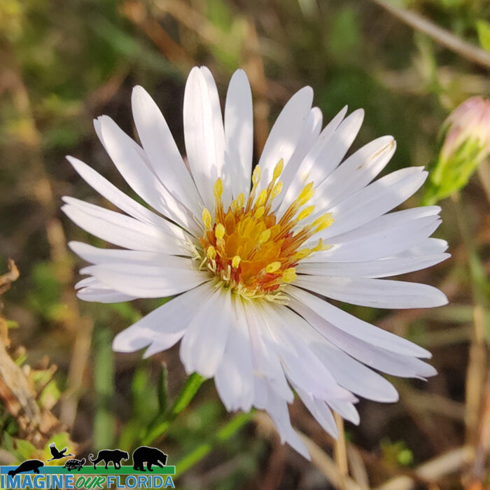 McCarty Ranch Preserve – Imagine Our Florida, Inc